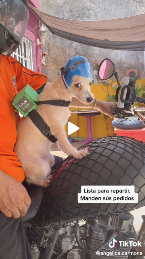 perrito uber repartidor TikTok video disfraz comedia viral humor