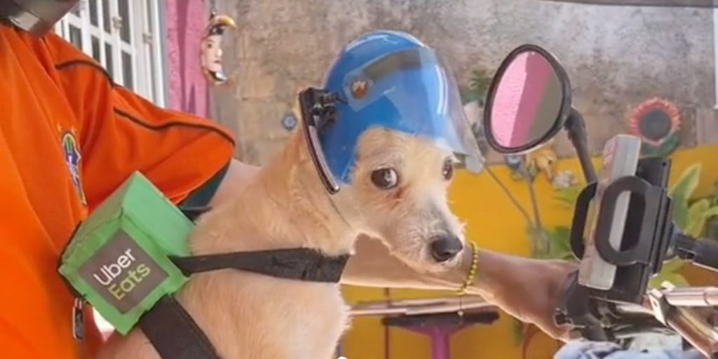 perrito uber repartidor TikTok video disfraz comedia viral humor