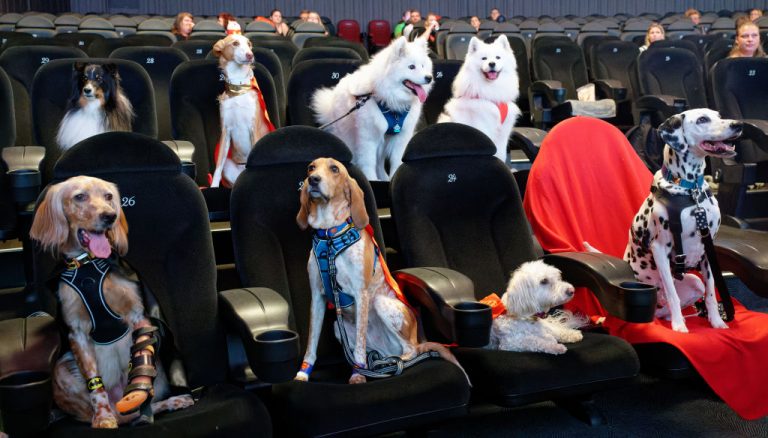 cine perrhijo salas de cine para perros petfriendly mexico